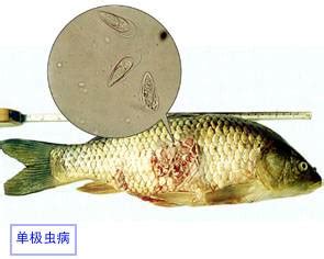 沙鳢单极虫百度百科