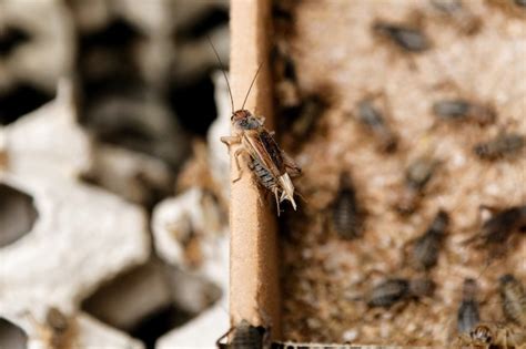 Premium Photo Grasshopper Breeding