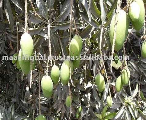 Green Fajri Mango In Reefer Containerpakistan Total Fresh Price