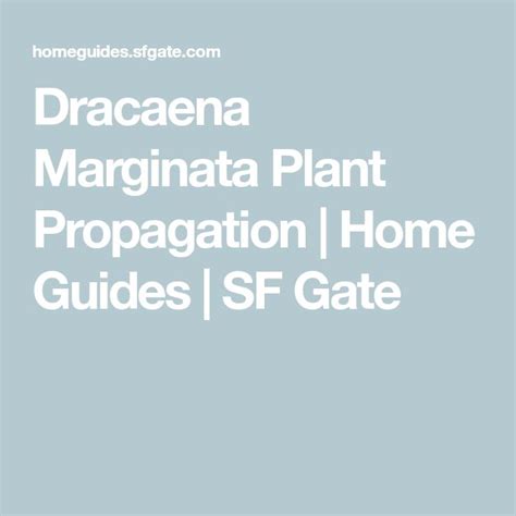 Dracaena Marginata Plant Propagation Blue Fescue Marginata Plant Fescue