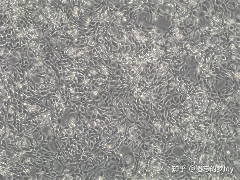 细胞形态之mle 12 知乎