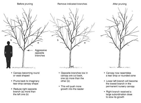 Proper Pruning Techniques For Your Trees A Plus Tree
