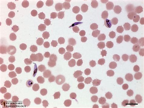 Plasmodium Sp Protozoa Monster Hunters Guide To Veterinary
