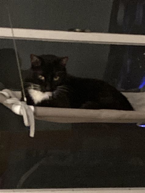 Window Hammock Scrolller