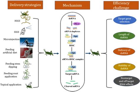 每日科研进展 L 2023 05 31 L 利用 Rna 干扰技术破坏半翅目昆虫中植物病原体的传播的最新进展 知乎