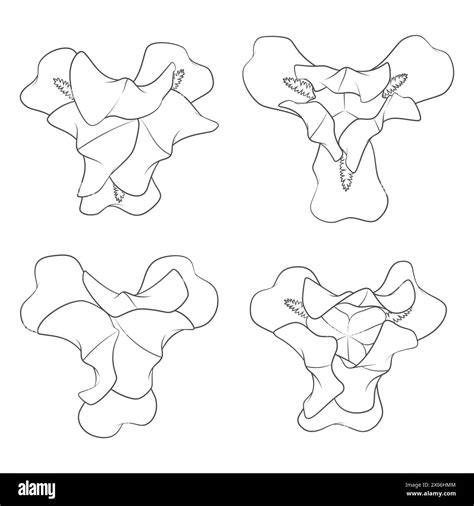 Set Of Black And White Illustrations With Iris Flowers Isolated Vector