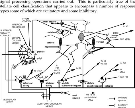 Different Cell Types In The Cochlear Nucleus And Their Innervation