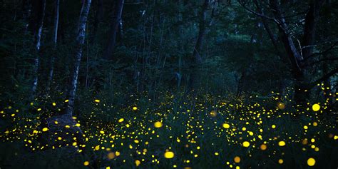 Firefly Nights Native Gardeners Firefly Nights Native Gardeners
