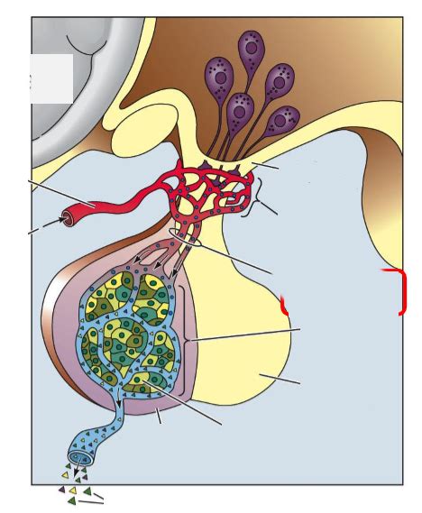 Anterior Pituitary Diagram Quizlet