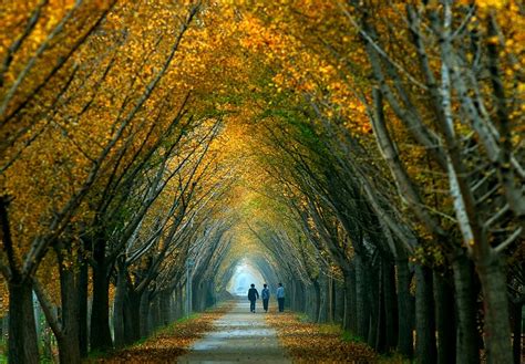 梧桐树图片大全 梧桐树的资料特点 土巴兔装修大学