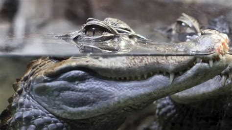 20 Fotos De Cocodrilos Bebes Que Muestran Su Impresionante Naturaleza