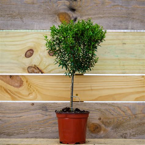 Myrtle Topiary Plant Detectives