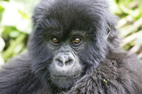 Gorillas weltweit – Steckbrief, Verbreitung und Artenschutz