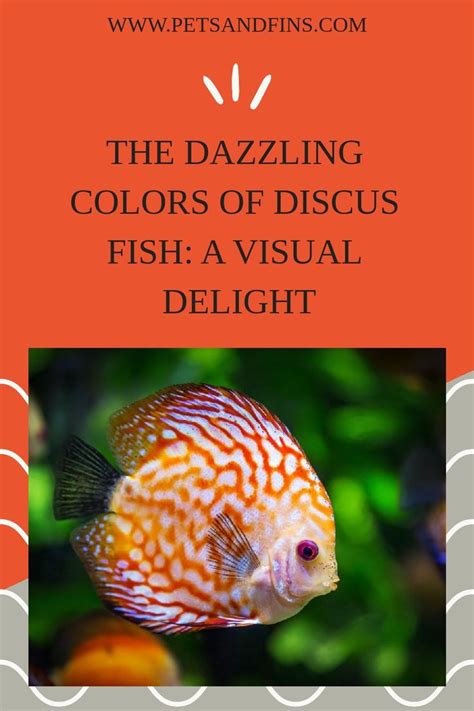 The Dazzling Colors Of Discus Fish A Visual Delight Discus Fish
