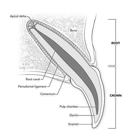 Diagram Pelvis Diagram Dog Mydiagramonline
