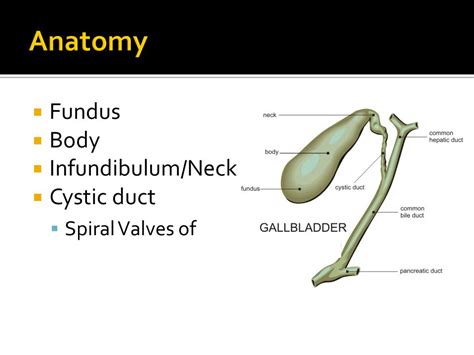 Gallbladder Infundibulum