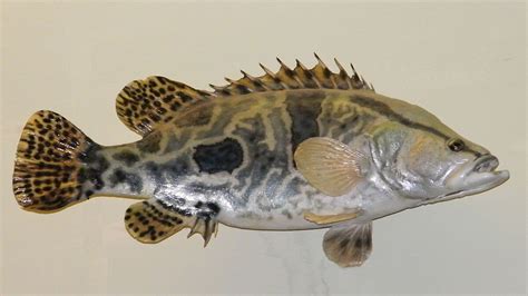 Siniperca Chuatsi Wikipedia