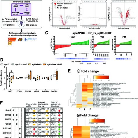 C Met Activation Upon Hgf Stimulation Induces C Met Internalization And Download Scientific