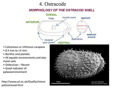 Microfossils And Their Applications In Petroleum Industry Pdf