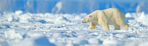 International Polar Bear Day