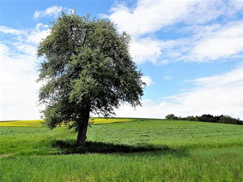 Free Images Landscape Tree Nature Cloud Sky Field Farm Lawn Meadow Prairie Hill