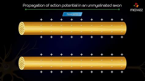 Propagation Of Action Potential In An Unmyelinated Axon Animated