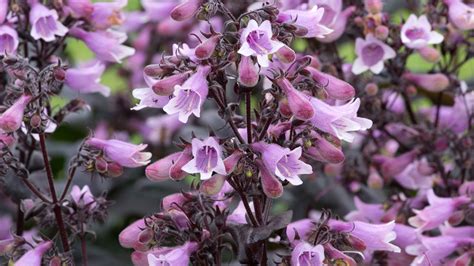 16 Beautiful Penstemon Varieties For Your Planting Scheme Gardeningetc