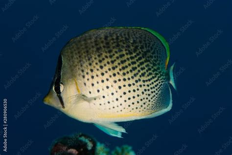 Peppered Butterflyfish Chaetodon Guttatissimus Complete Care Guide