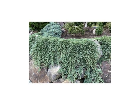 Juniperus Horizontalis Pancake