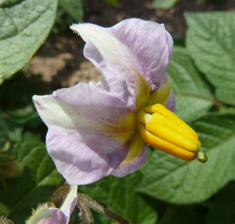 Correlational Design