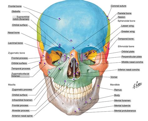 Anatomia Del Craneo Facil Huesos Suturas Agujeros Anatomia Humana My
