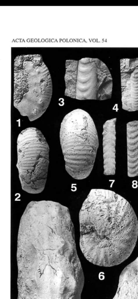 References The Fossil Forum