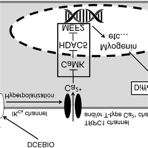 Hypothetical Pathway Of Dcebios Myogenesis Promotion Intracellular