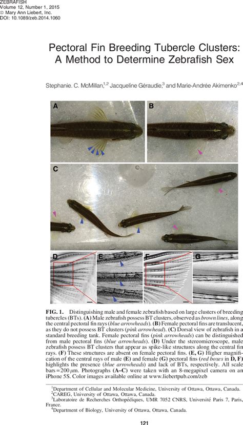 Pectoral Fin Breeding Tubercle Clusters A Method To Determine