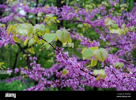 Eastern Redbud Leaves Hi Res Stock Photography And Images Alamy
