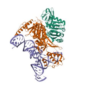 TRMT A Gene GeneCards TRM Protein TRM Antibody