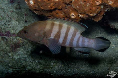Chocolate Grouper Facts And Photographs Seaunseen Chocolate Grouper Facts And Photographs Seaunseen