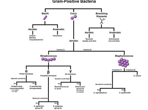 Brief Classification Of Gram Positive Bacteria Medizzy