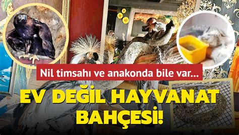 Nil timsahı ve anakonda bile var Ev değil hayvanat bahçesi