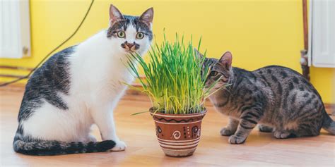 Does Catnip Make Cats High