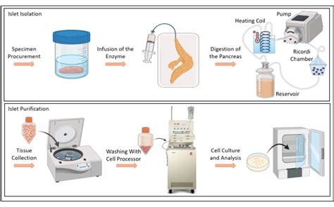 Surgical Perfusion And Isolation Of The Porcine Pancreas For Islet