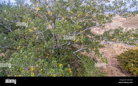 Old Aspen Tree Trunk Roots And Branches Stock Photo Alamy