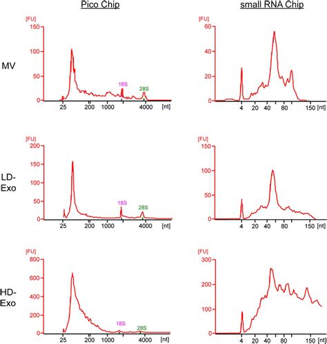 Ev Subpopulations Have Different Rna Profiles Rna From Mv Ld Exo And