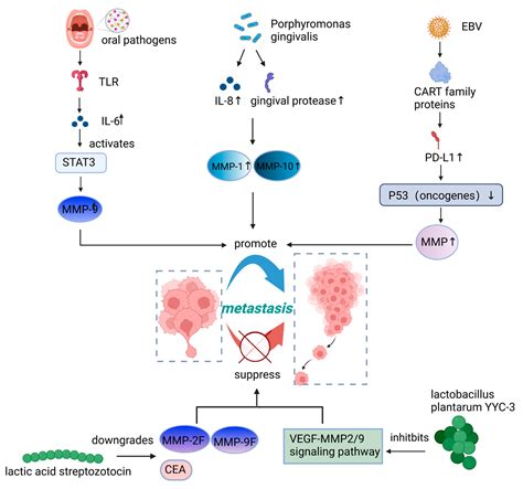 Current Understanding Of Microbiomes In Cancer Metastasis