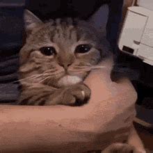 Sad Cat  Sad Cat Cat Discover And Share S