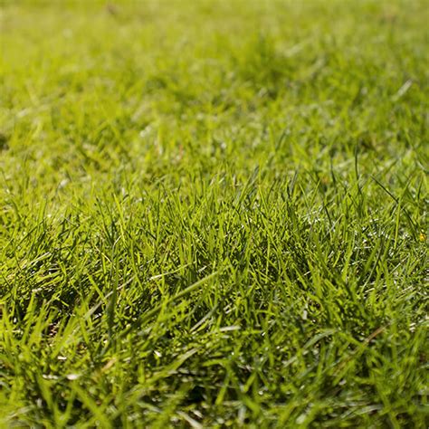 Organic Fodder And Forage Seed For Sale Albert Lea Seed
