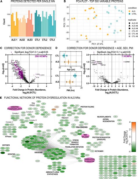 Tdp 43 Stratified Single Cell Proteomics Of Postmortem Human Spinal