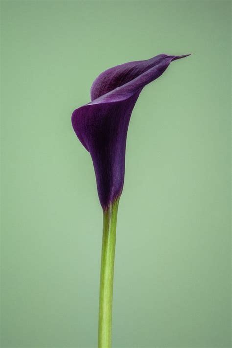 Calla Lilly 02 1200px Wide Discover Artplacer