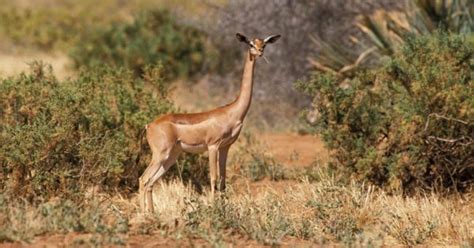 White Oak Conservation Is A Haven For The Worlds Rarest Animals A Z