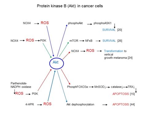 Reactive Oxygen Species Signaling In Cancer Comparison With Aging Abstract Europe PMC